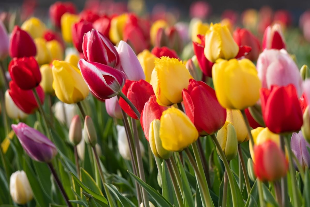 Cara Menanam Bunga Tulip di Rumah dan Merawatnya