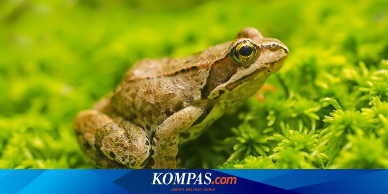 Katak Betina Bisa Pura-pura Mati untuk Menghindari Perkawinan