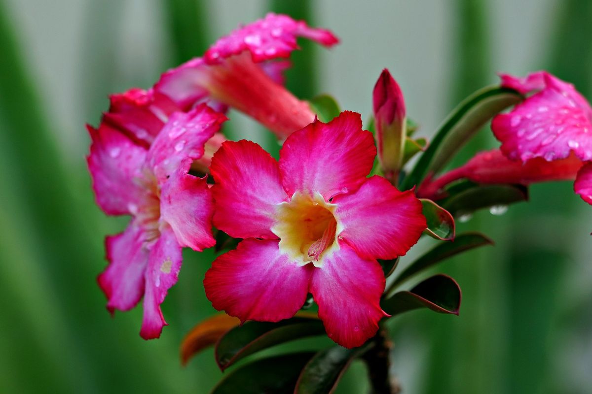 15 Bunga Pembawa Keberuntungan di Tahun Kelinci Air, Apa Saja?