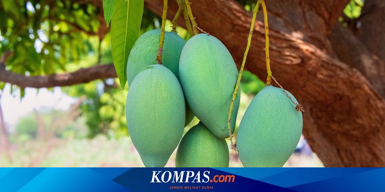 akar pohon mangga adalah