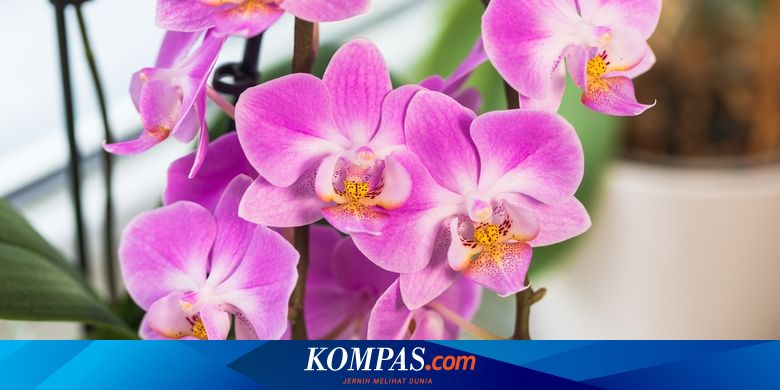 5 Cara Mempercepat Pertumbuhan Bunga Anggrek