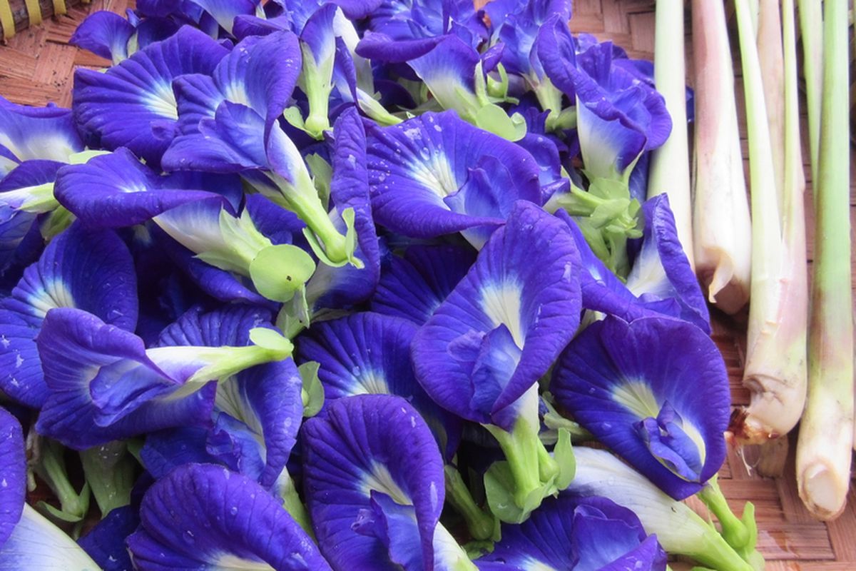 7 Khasiat Bunga Telang dan Efek Samping yang Patut Diwaspadai