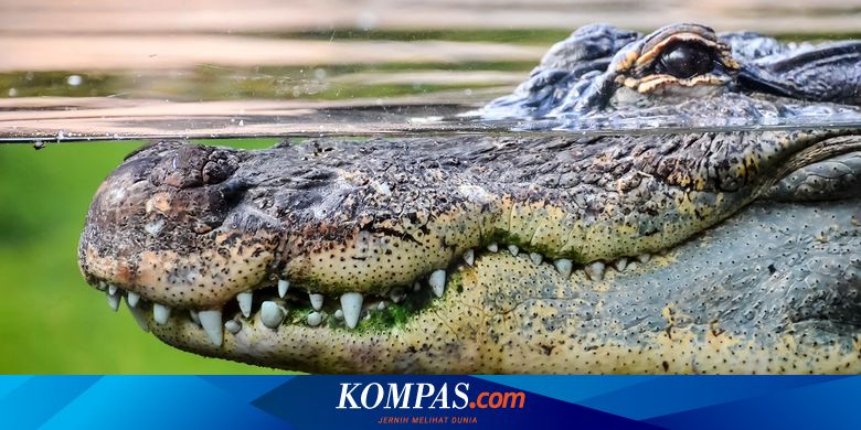 Buaya Tertua di Dunia Ulang Tahun Ke-85, Ini Kisahnya Selamat dari Bom ...