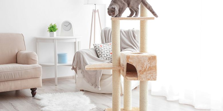 10 Tips Dekorasi Rumah yang Ramah untuk Kucing Peliharaan