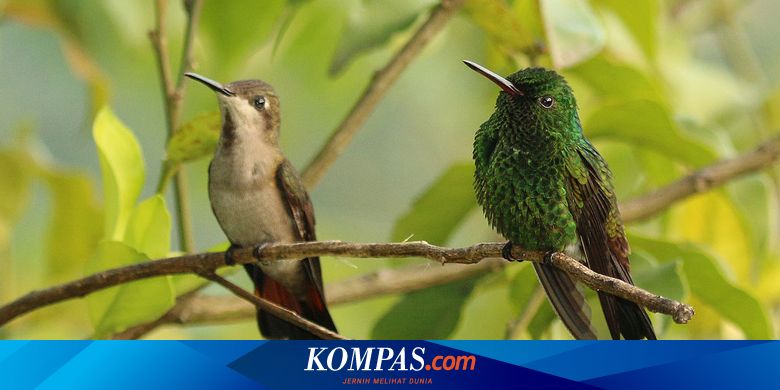 Mengenal Kolibri, Satu-satunya Burung yang Bisa Terbang Mundur