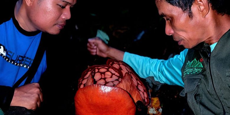Kisah 13 Tahun Petualangan Septi Andriki Mencari Rafflesia hasseltii