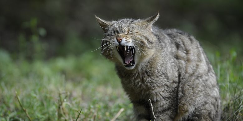 Gejala Abses pada Kucing yang Perlu Diwaspadai