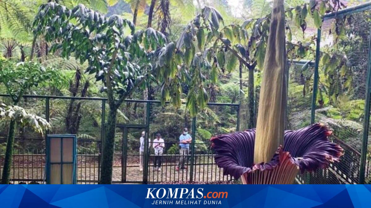 Mengenal Bunga Bangkai, Habitat Penyebaran hingga Ciri Bentuknya