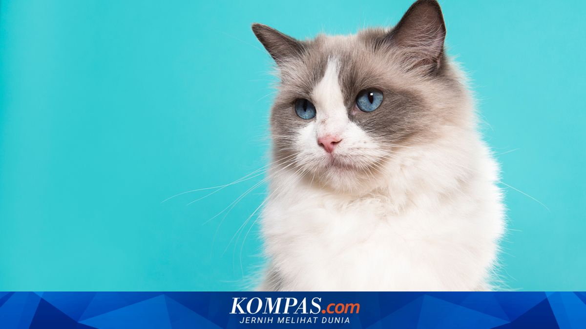 Ragam Alasan Kucing Saling Mencium Pantat