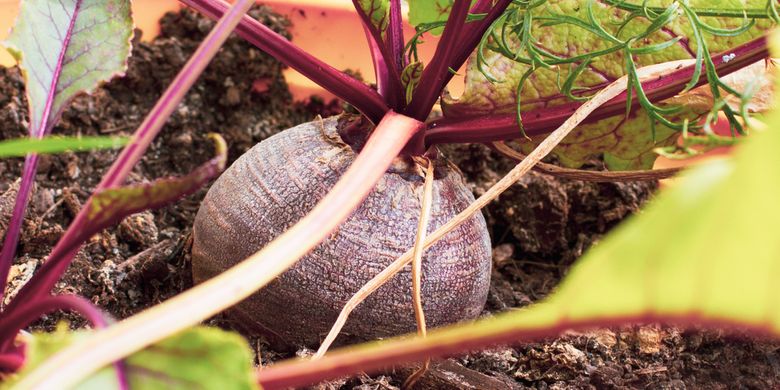 Cara Menanam Buah Bit di Pot hingga Panen