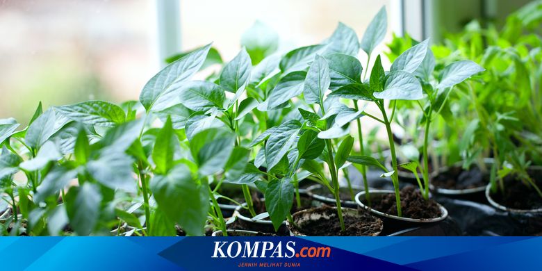 Mudah, Cara Menyemai Benih Cabai Pakai Gelas Plastik
