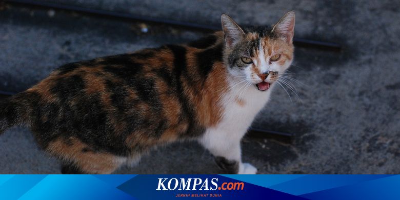 Kucing Mengeong Tanpa Suara, Apa Sebabnya?