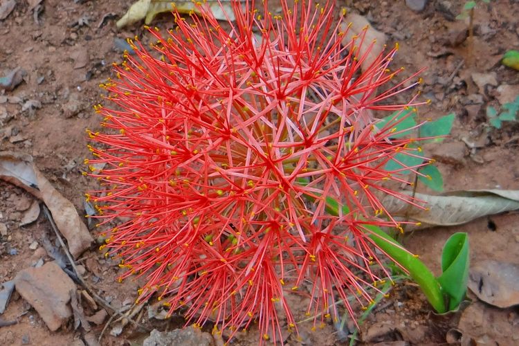 Cara Merawat Bunga Desember agar Tumbuh Subur