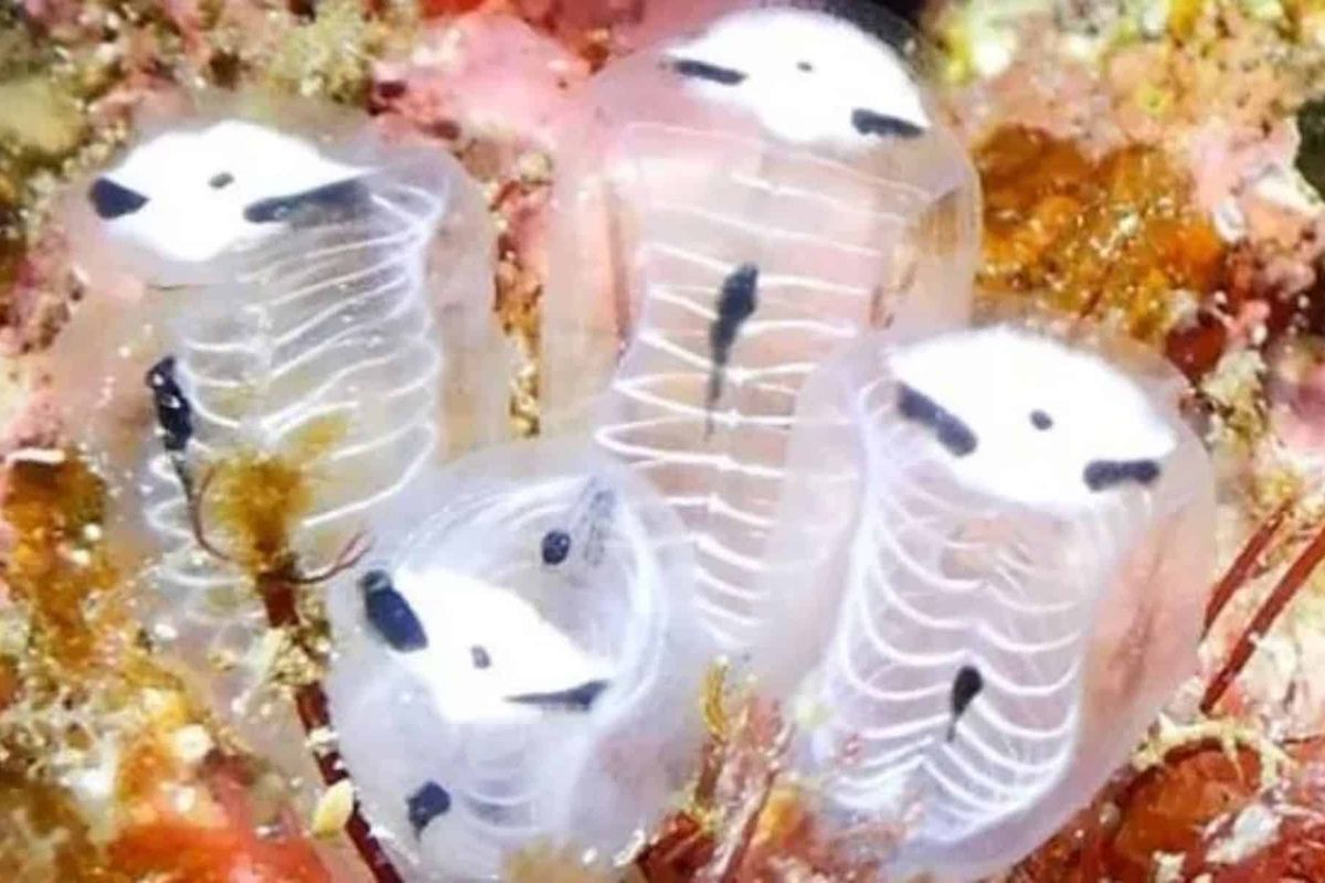 Ditemukan Hewan Laut Baru Mirip Panda, Dinamai Clavelina ossipandae
