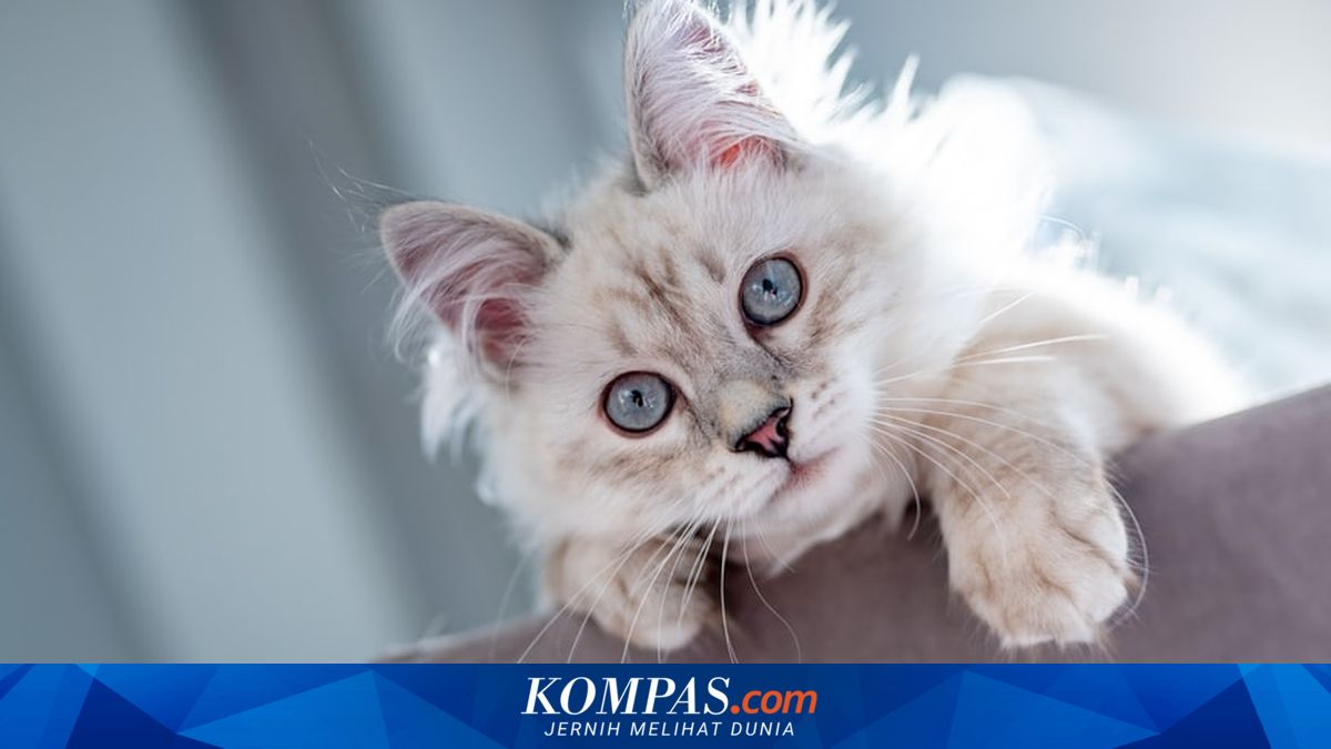 Penyebab Kucing Ngiler dan Bagaimana Menghadapinya