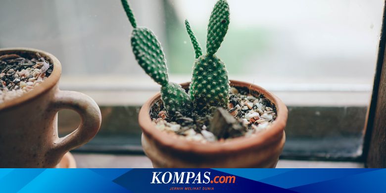 7 Tips Merawat Kaktus Mini agar Tetap Hidup dan Subur