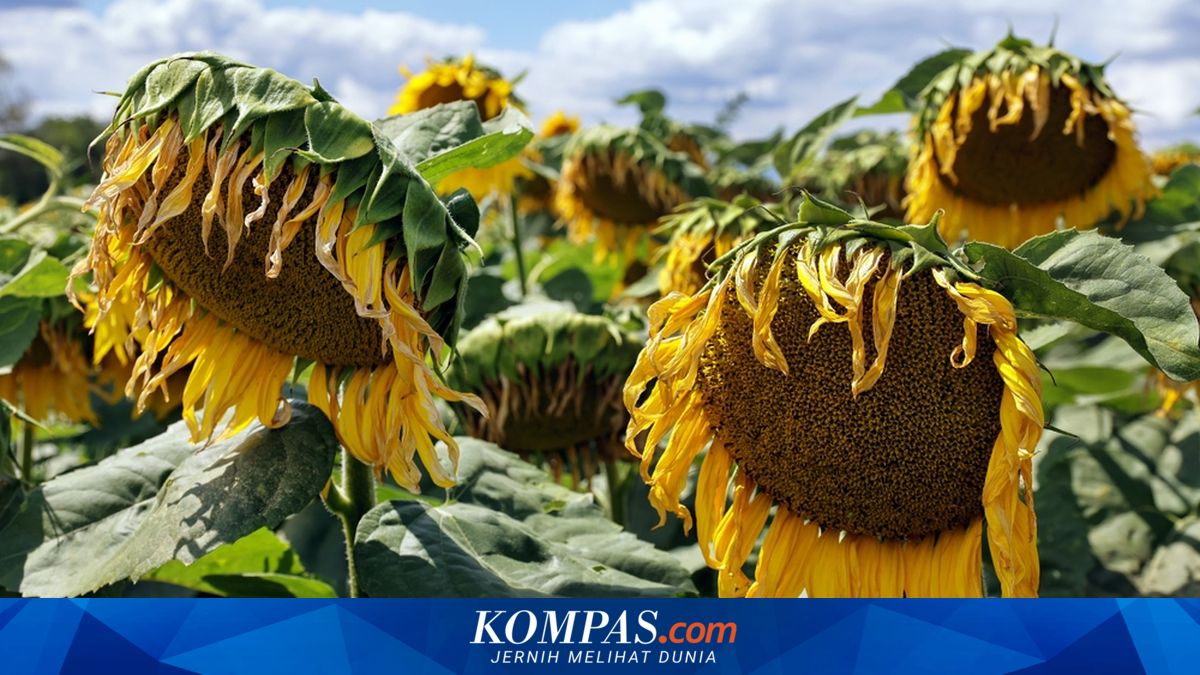 5 Penyebab Bunga Matahari Menunduk dan Cara Mengatasinya