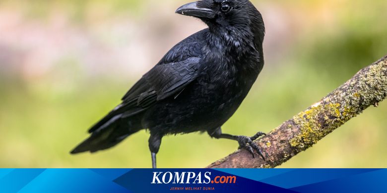 Lebih dari yang Anda Pikirkan, 6 Bukti Kecerdasan Burung Gagak