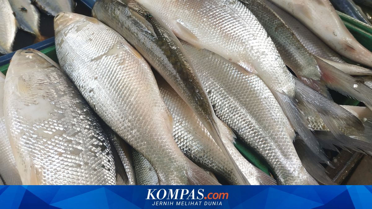 6 Cara Benar Simpan Ikan agar Tetap Segar, Jangan Asal Masukkan Kulkas