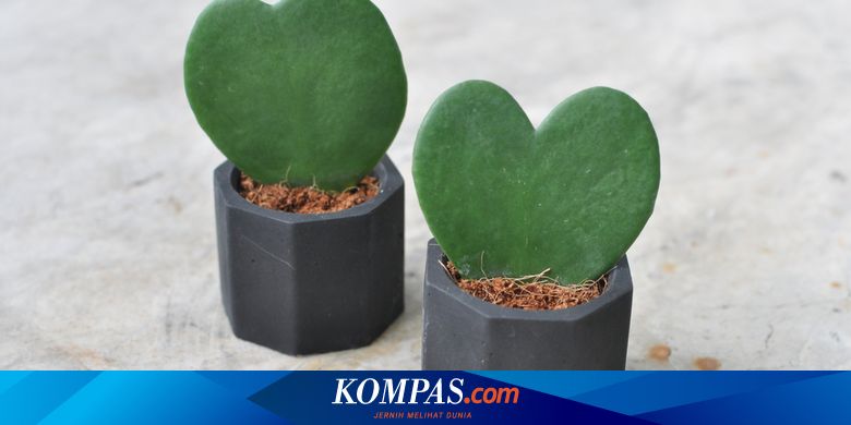 5 Tanaman Hias Berbentuk "Love", Sebarkan Cinta di Rumah