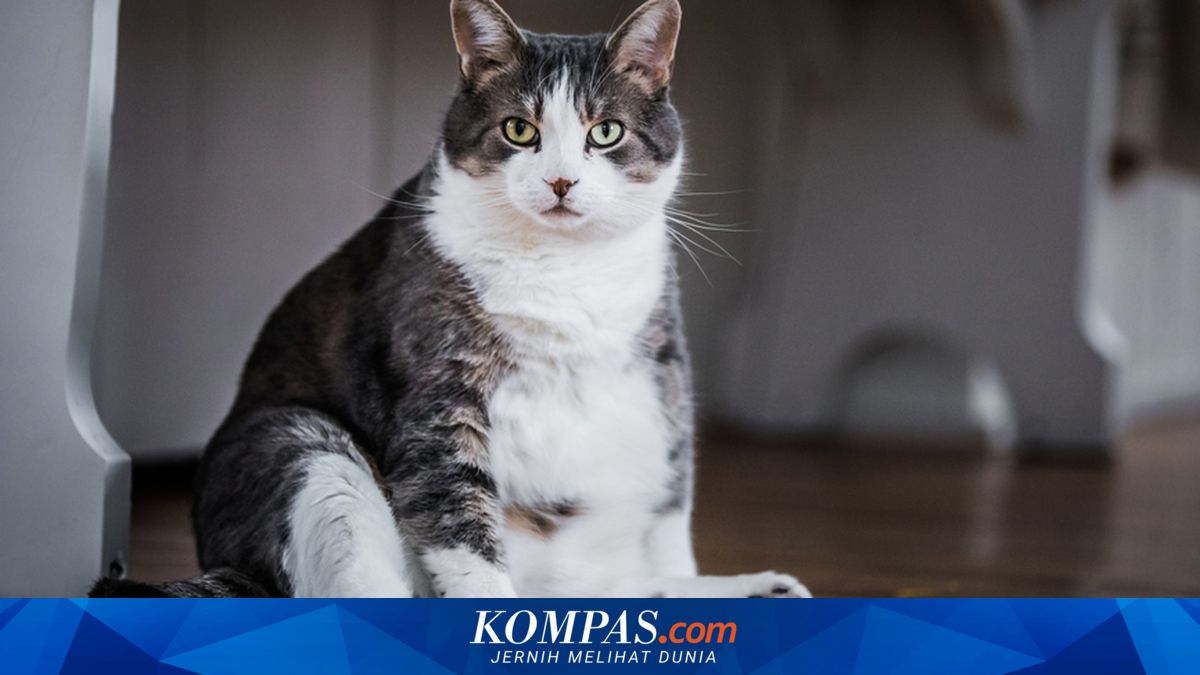 Cara Mengetahui Berat Badan Kucing, dari Kurus sampai Obesitas