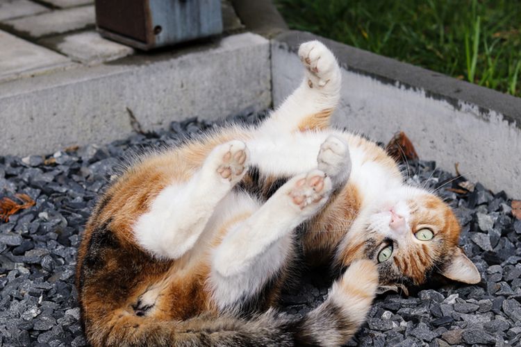 6 Alasan Kucing Berguling-guling di Lantai