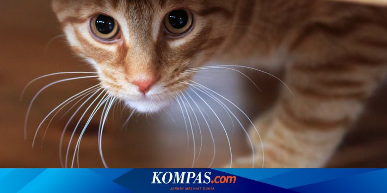 Pemicu dan Cara Mengatasi Kucing yang Ketakutan