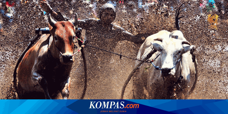 Inilah Balapan Sapi Tradisional Indonesia