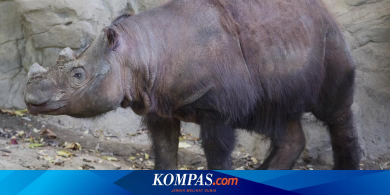 Populasi Lebih Besar, Badak Sumatera Sebenarnya Lebih Terancam