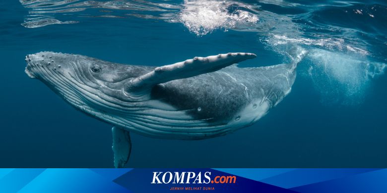 Bagaimana Cara Paus Menyusui Anaknya?