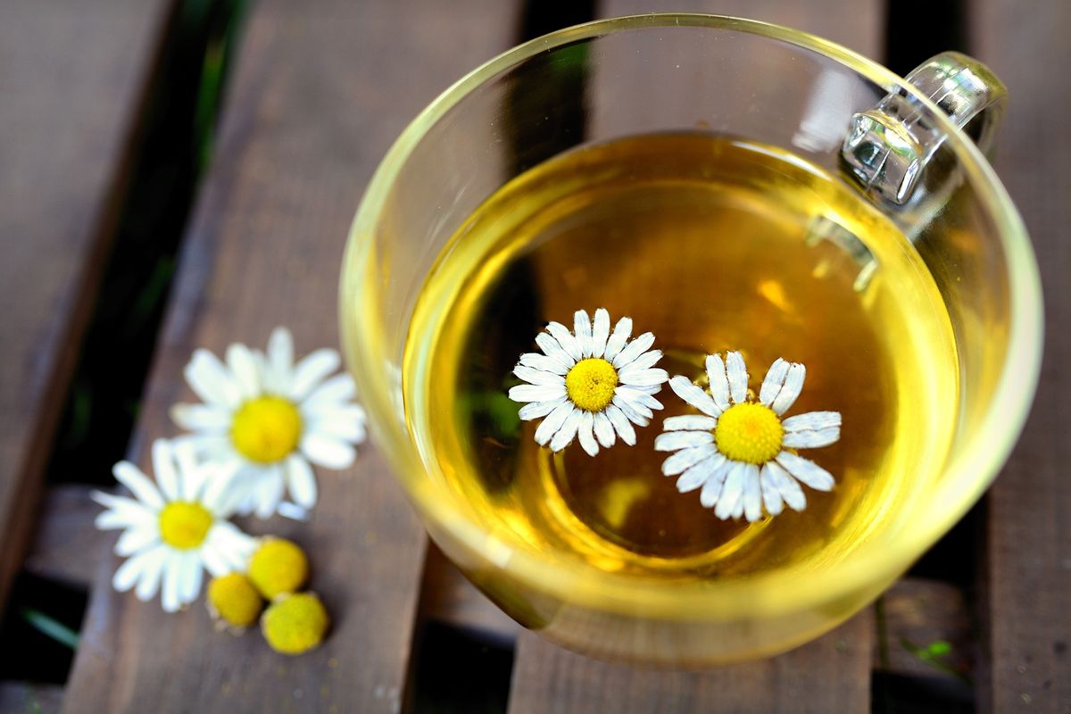 7 Manfaat Minum Teh Kamomil bagi Kesehatan, Membantu Tidur Nyenyak dan ...