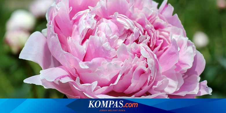 Mengenal 10 Bunga Cantik dan Maknanya