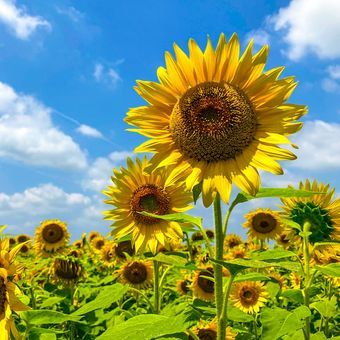 Cara Membuat Bunga Matahari Tetap Segar dan Awet di Dalam Vas