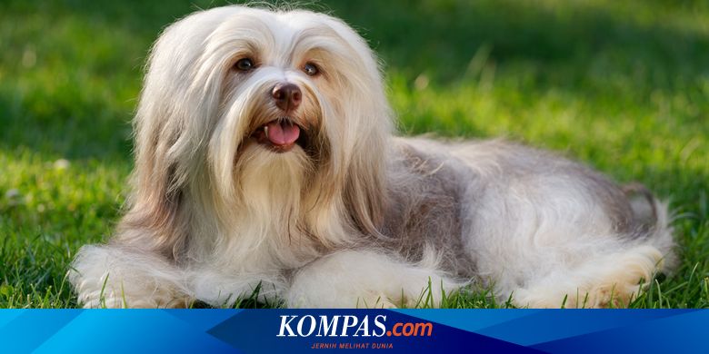 Bikin Gemas, 7 Ras Anjing Berbulu Panjang Paling Populer