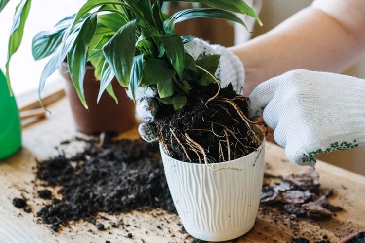 5 Cara Merepotting Tanaman Hias agar Tetap Sehat dan Tumbuh Subur