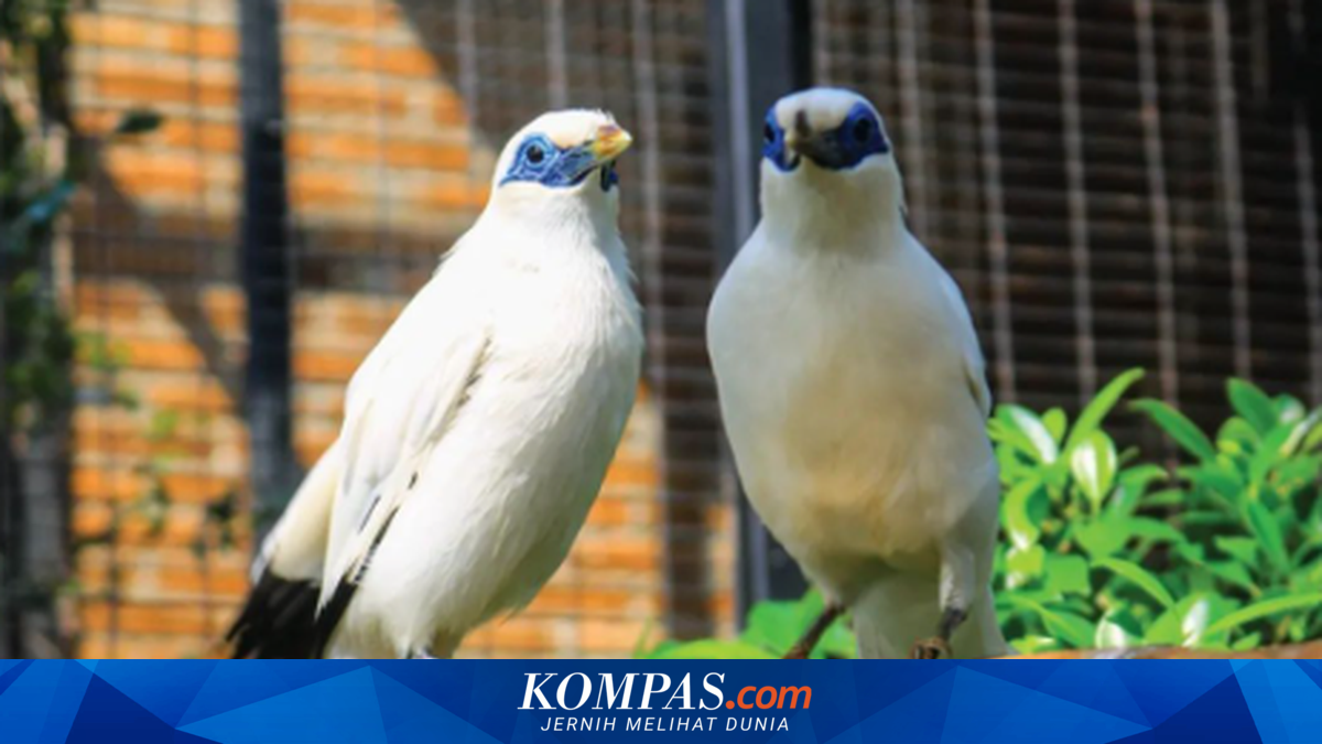 Aviary Park Bintaro: Harga Tiket Masuk dan Fasilitasnya