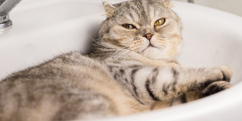 Berita Harian Brigjen Na Tembaki Kucing Terbaru Hari Ini - Kompas.com