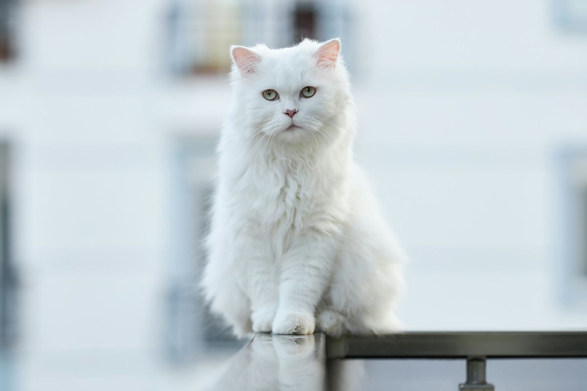Ratusan Kucing Akan Dijadikan Makanan, Terbongkar karena Kasus ...
