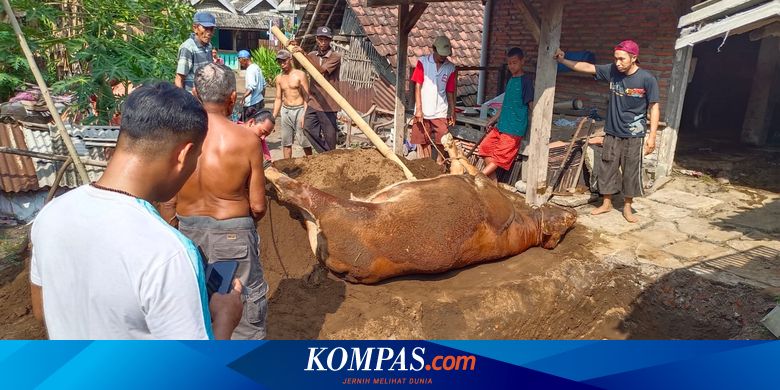 Angka Kematian Sapi akibat PMK di Lumajang Terus Bertambah