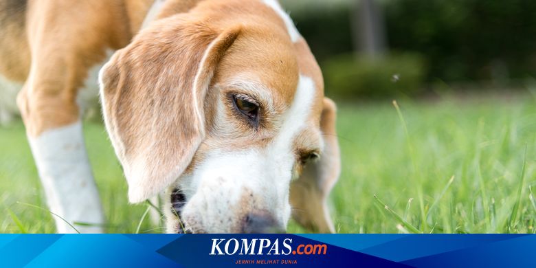 Alasan Anjing Memakan Rumput, Benarkah karena Sedang Sakit?