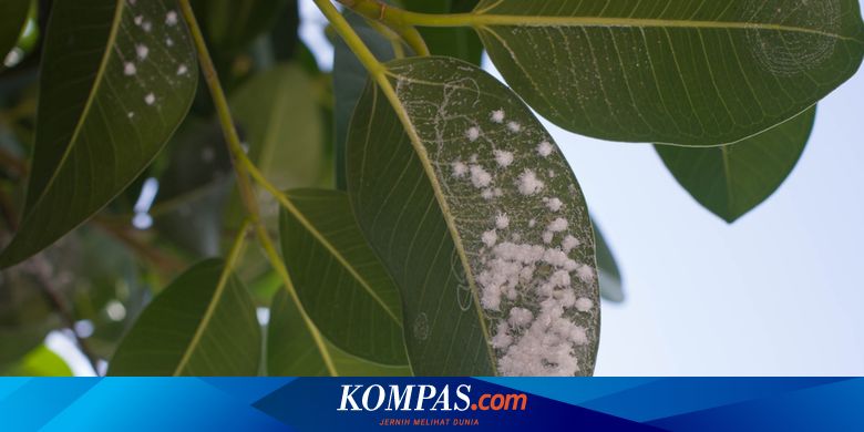 Mengenal Kutu Putih pada Tanaman dan Cara Menanganinya