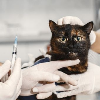 Lakukan 4 Cara Ini Agar Kucing Tidak Mudah Sakit