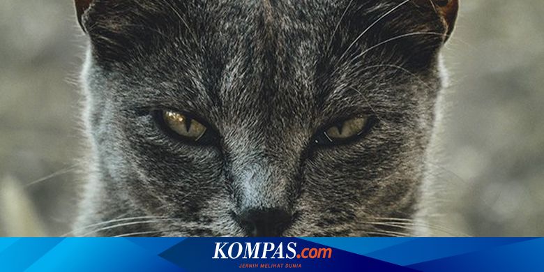 Kisah "Operation Cat Drop", Saat Kucing-Kucing Diterjunkan dari Langit ...