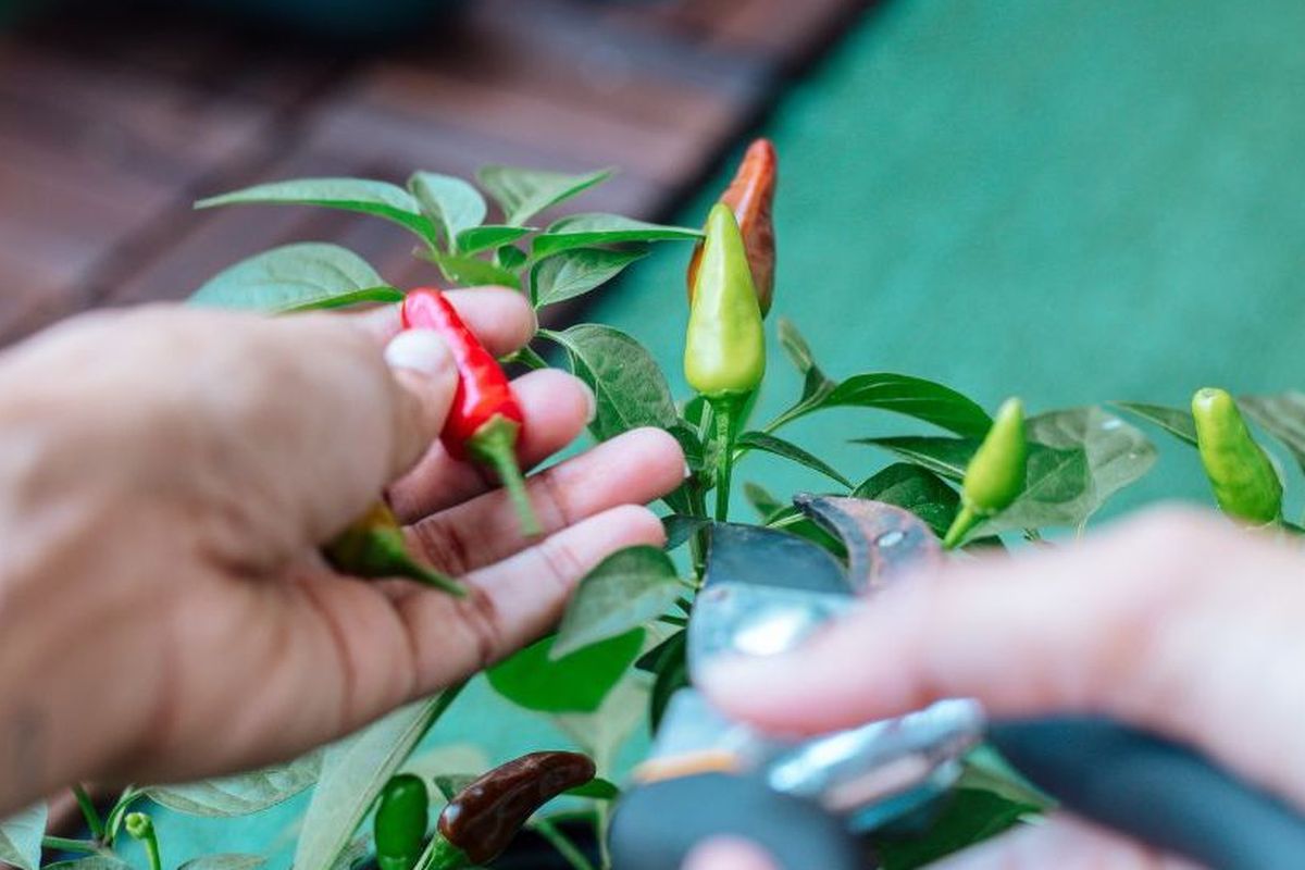 Cara Menanam Cabai dari Sisa Dapur, Cukup di Pekarangan Rumah Bisa ...