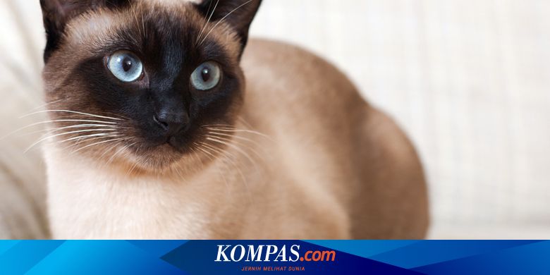 7 Fakta Unik Kucing Siam yang Eksotis dan Penuh Sejarah