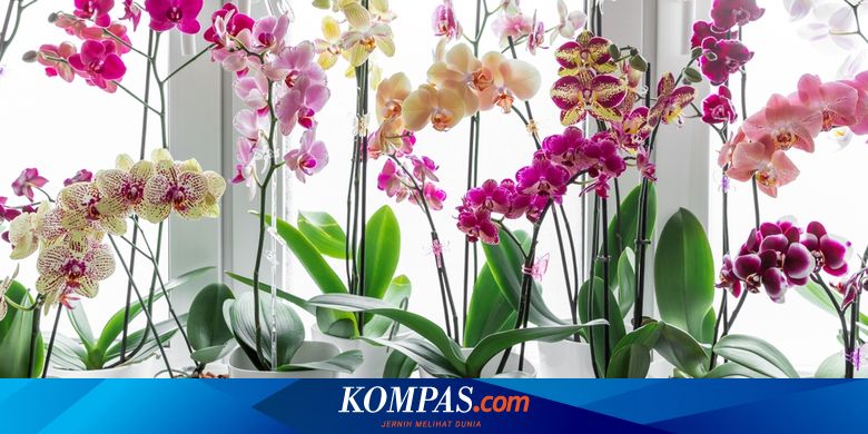5 Penyebab Daun Tanaman Anggrek Menguning dan Cara Mengatasinya