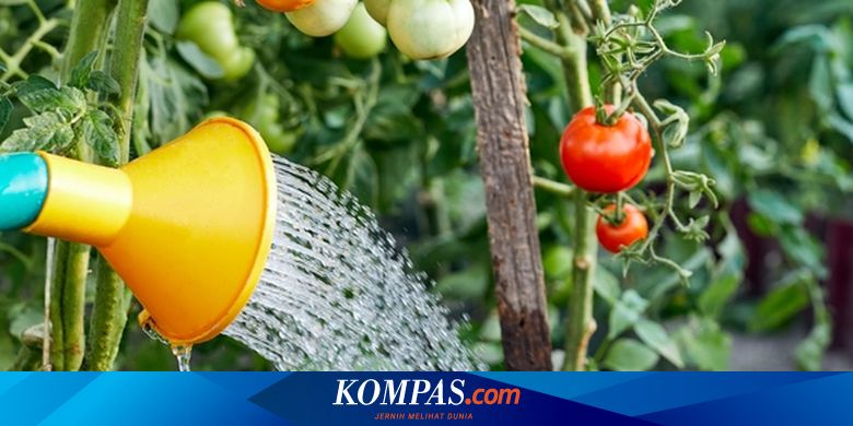 Tips dan Cara Menyiram Tanaman Tomat agar Panen Melimpah
