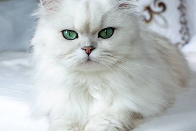 Kucing Persia, Karakteristik dan Cara Perawatannya