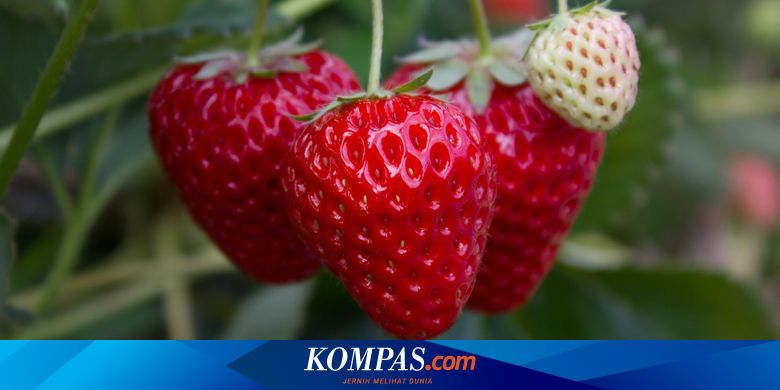Cara Menanam Stroberi di Lahan Terbuka agar Hasilnya Melimpah