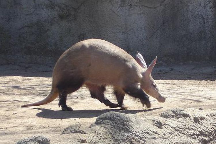 Mengenal Babi Tanah, Hewan Mamalia Pemakan Semut